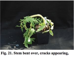 Diagnosing Suspected Herbicide Damage in Tomatoes | Herbicide Stewardship