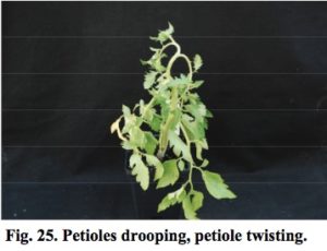 Diagnosing Suspected Herbicide Damage in Tomatoes | Herbicide Stewardship