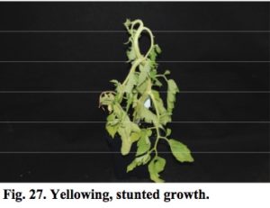 Diagnosing Suspected Herbicide Damage in Tomatoes | Herbicide Stewardship