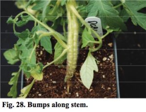 Diagnosing Suspected Herbicide Damage in Tomatoes | Herbicide Stewardship
