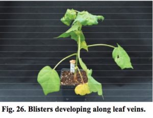 Diagnosing Suspected Herbicide Damage in Cotton | Herbicide Stewardship