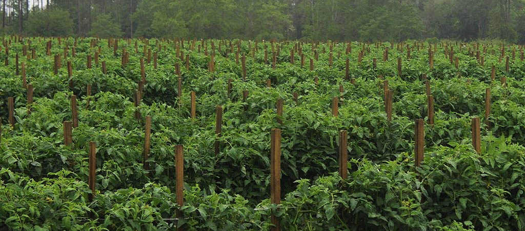 Diagnosing Suspected Herbicide Damage in Tomatoes | Herbicide Stewardship